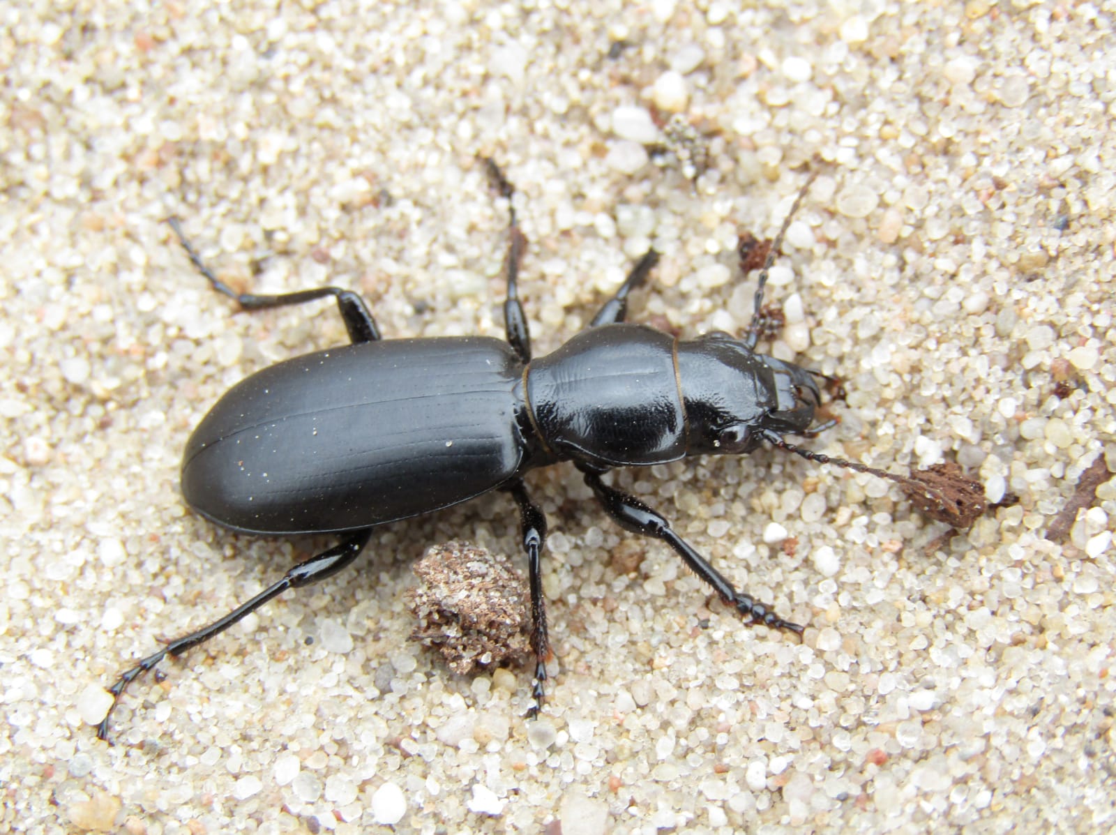 NJN Loopkeverkaderkamp - NJN