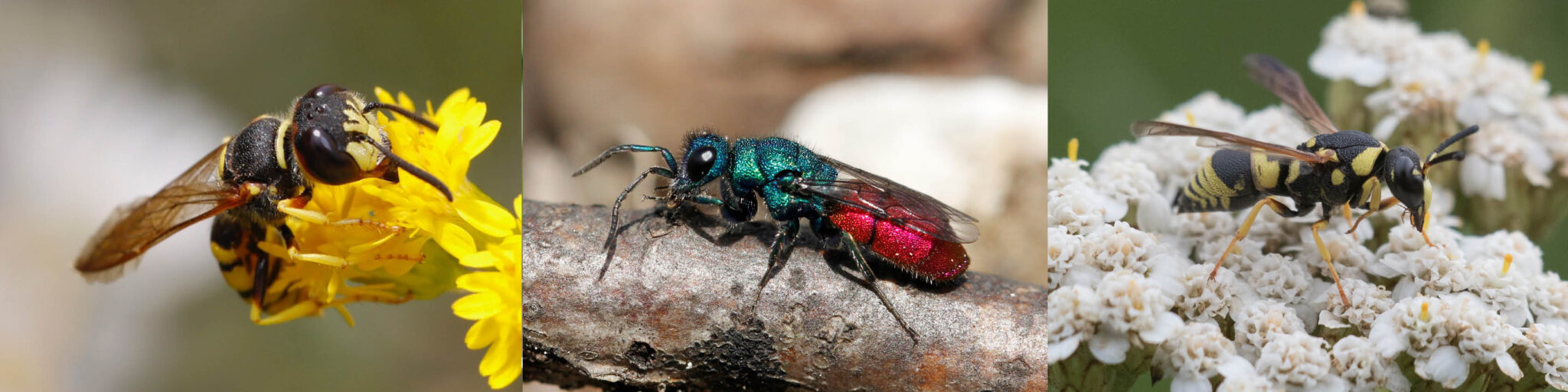 NJN Jaar van de Wesp - NJN