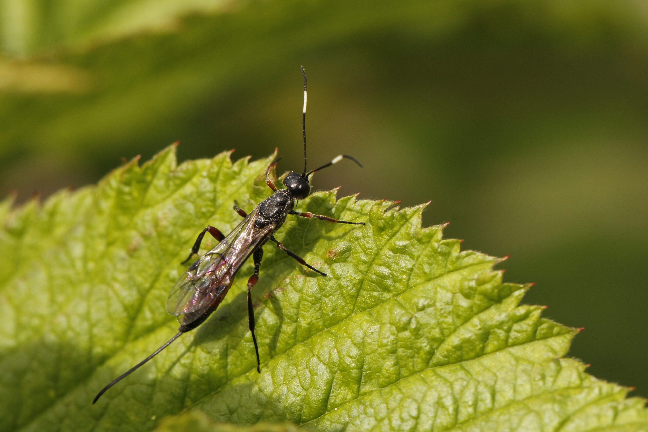 NJN Jaar van de Wesp - NJN