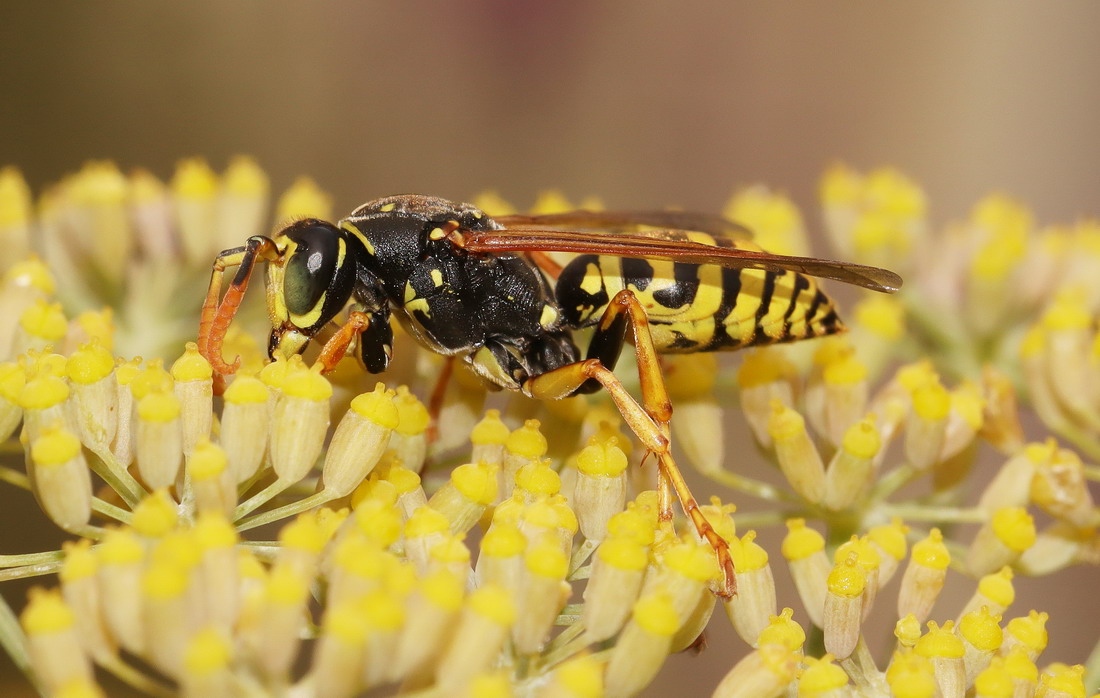NJN 2024 jaar van de wesp - NJN
