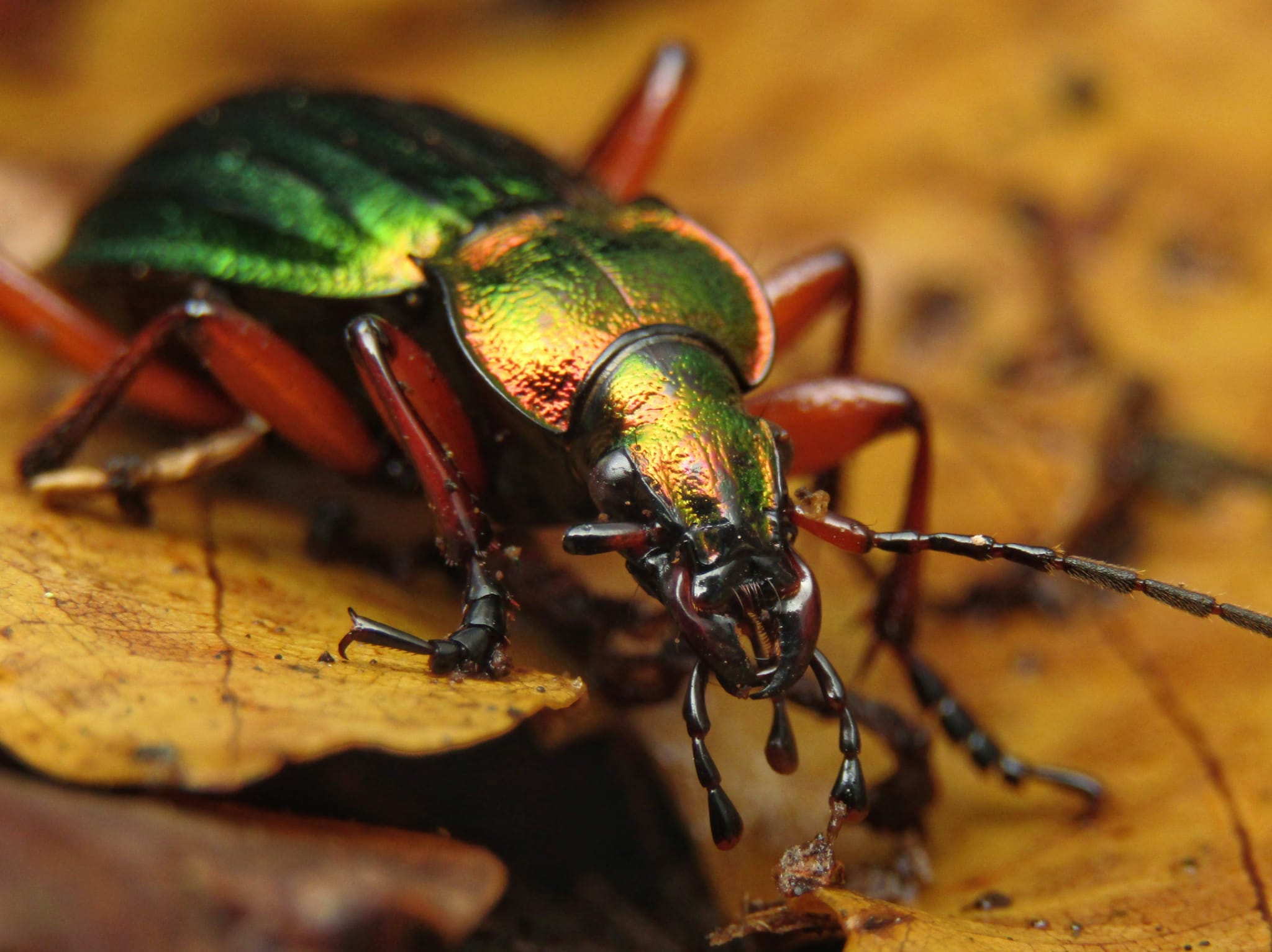 NJN Loopkeverkaderkamp II - NJN