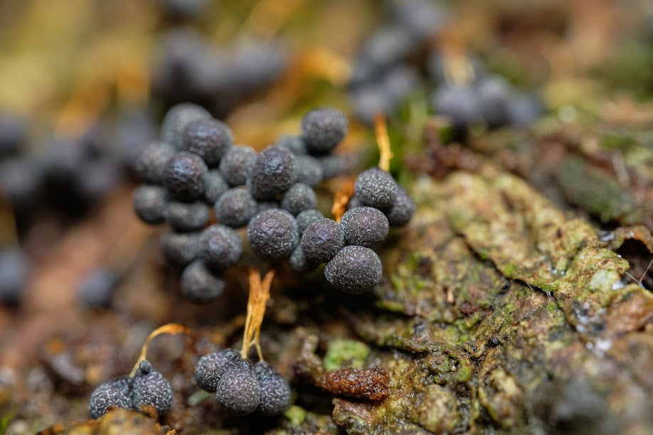 NJN Aankomende activiteiten - NJN